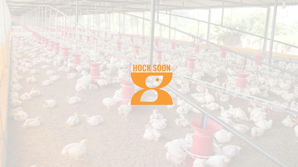 Hock Soon Capital 申请主板上市 拟筹资扩大蛋鸡产能与市场通路 - FSM